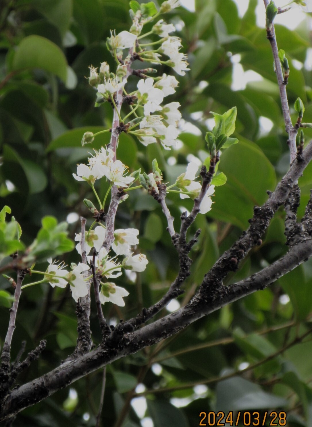 三月(弥生)の花だより～チュウゴクミザクラ、オトメツバキ、ハナニラ: 富士男♪だより