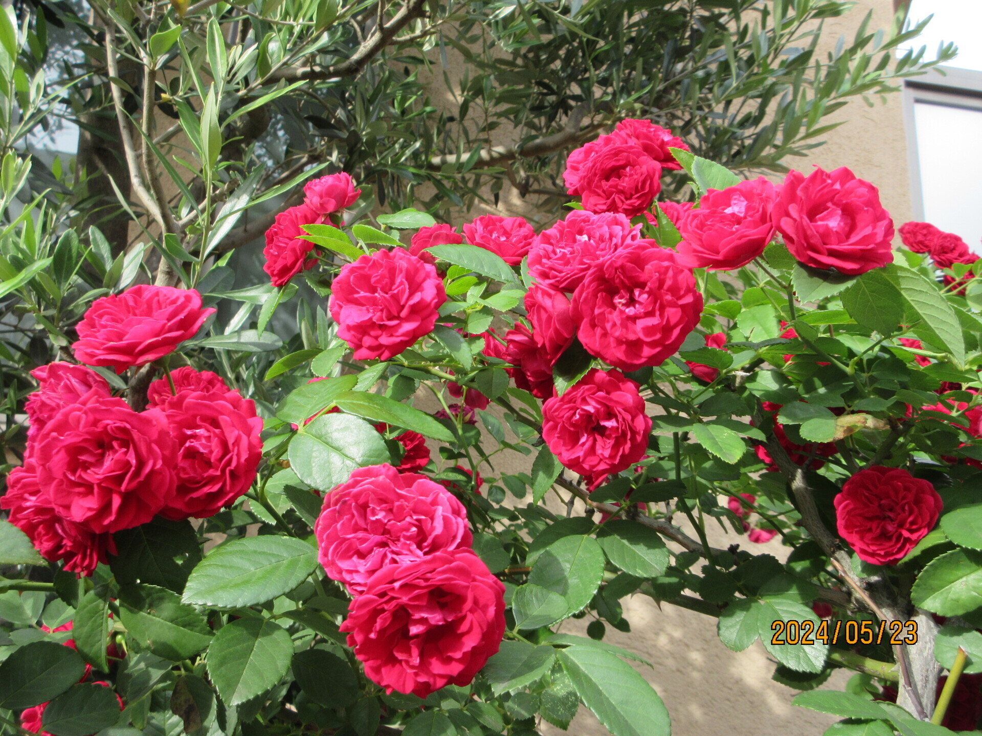 5月（皐月）の花だより♪ ～カシワバアジサイ、マツバギク、バラ: 富士男♪だより