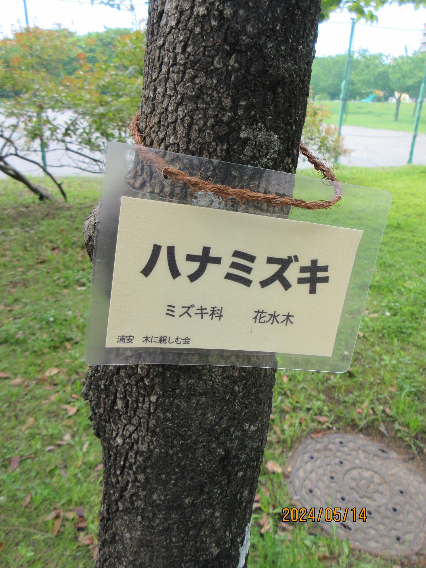 浦安・木に親しむ会活動に参加♪ ～高洲中央公園: 富士男♪だより